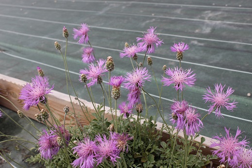Centaurea bella - Pépinière Musazzi